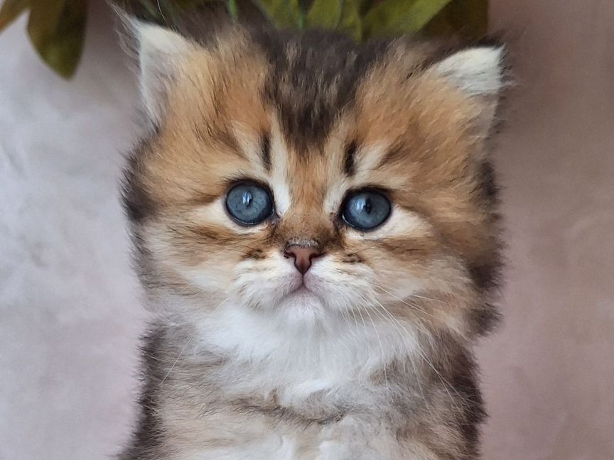 Британцы длинношерстные золотая шиншилла