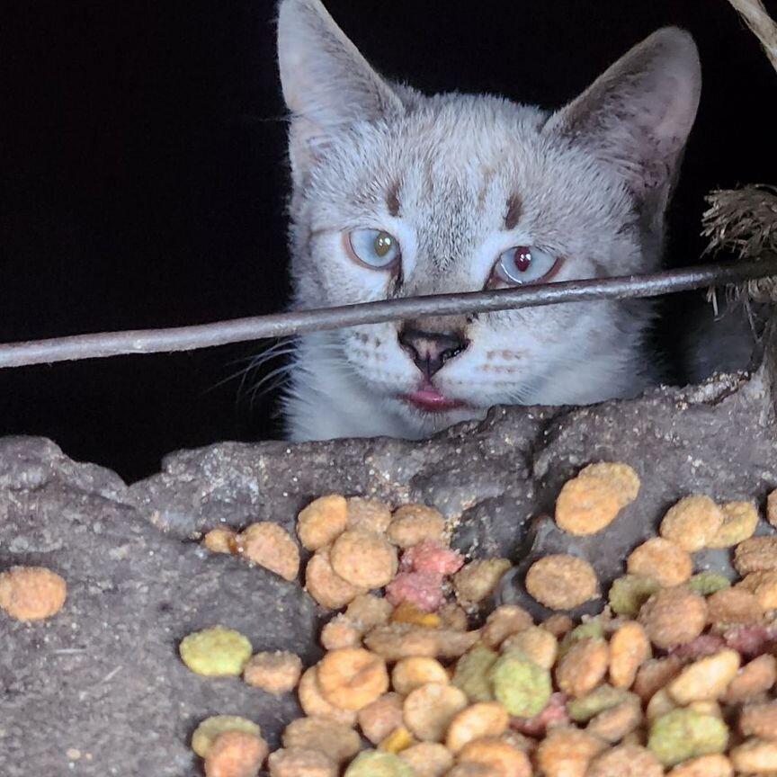 Котенок