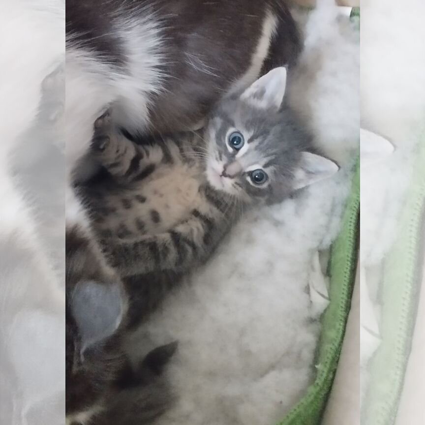Котёнок в добрые руки