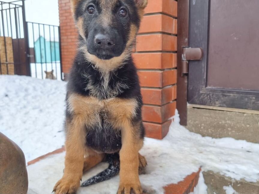 Немецкая овчарка