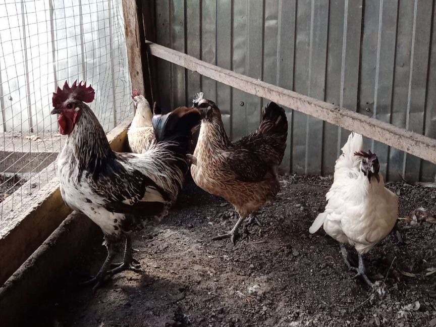 Лакеданзи,Плимутроки, Бентамки