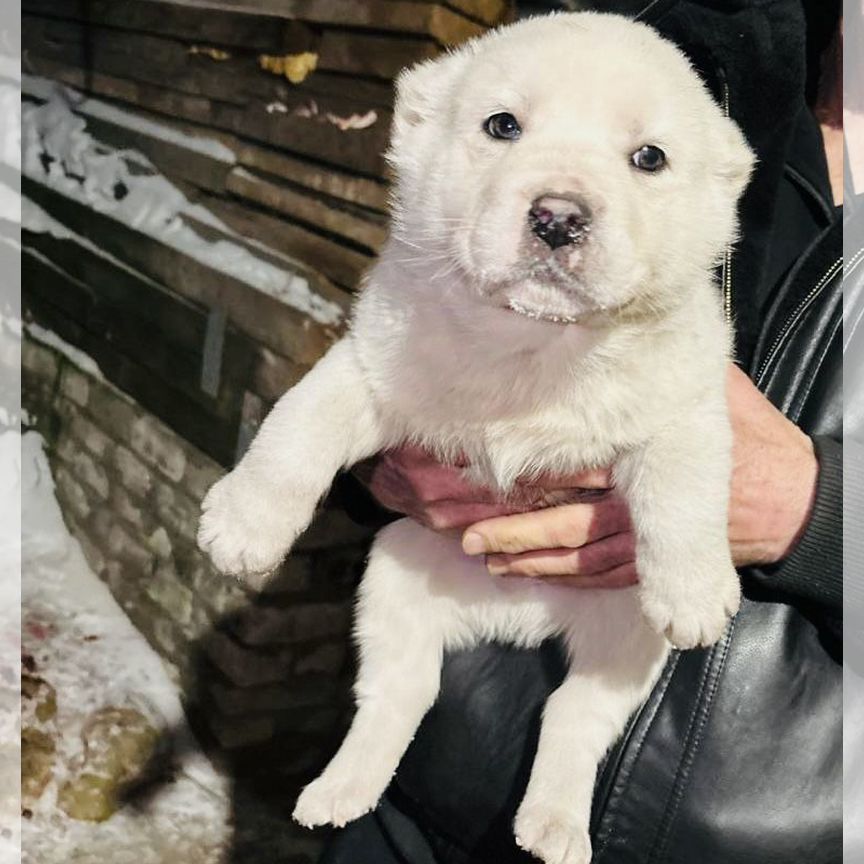 Среднеазиатская овчарка, щенок