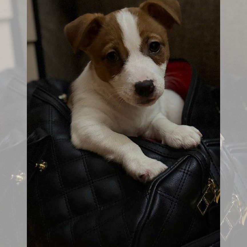 Джек-рассел-терьер, щенок