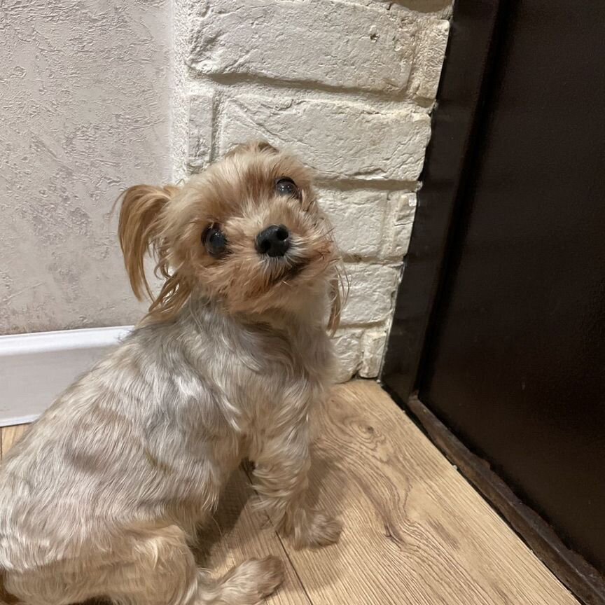 Йоркширский терьер