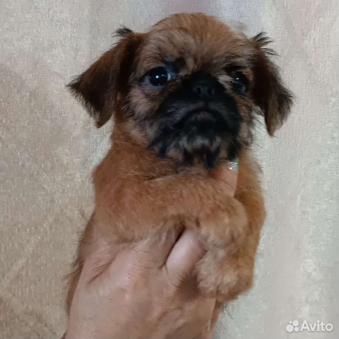 Брюссельский гриффон