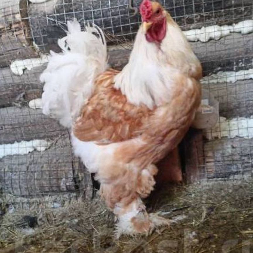 Петушки Брама Лимон