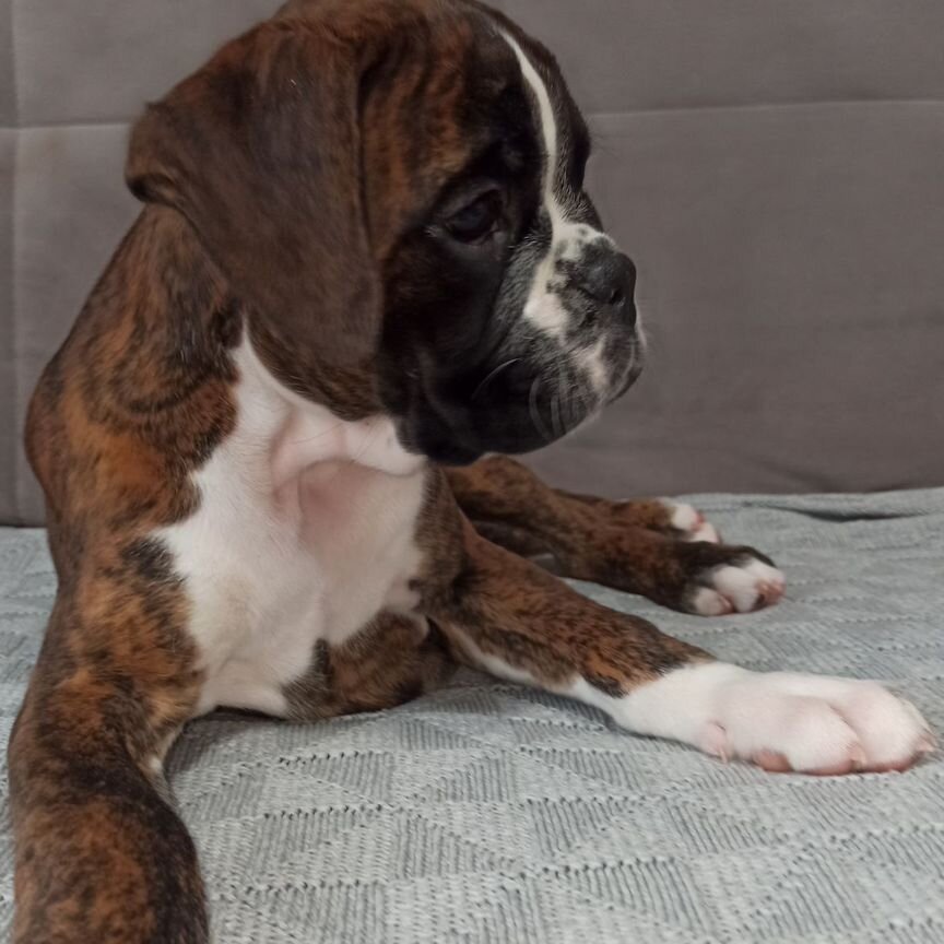 Прекрасные щенки немецкого боксера