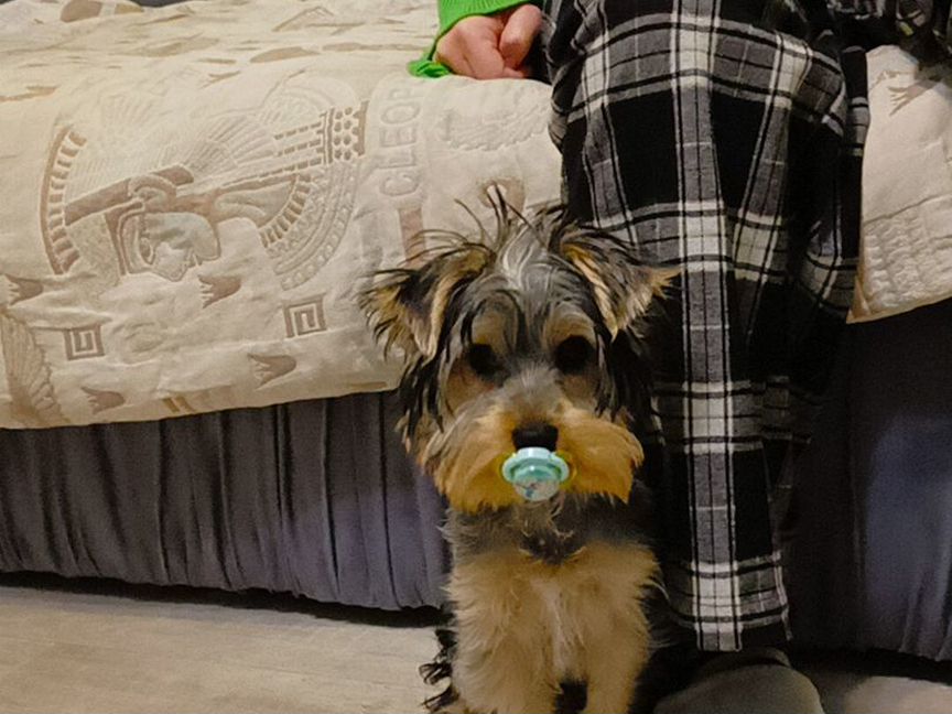 Отдам щенка в добрые руки