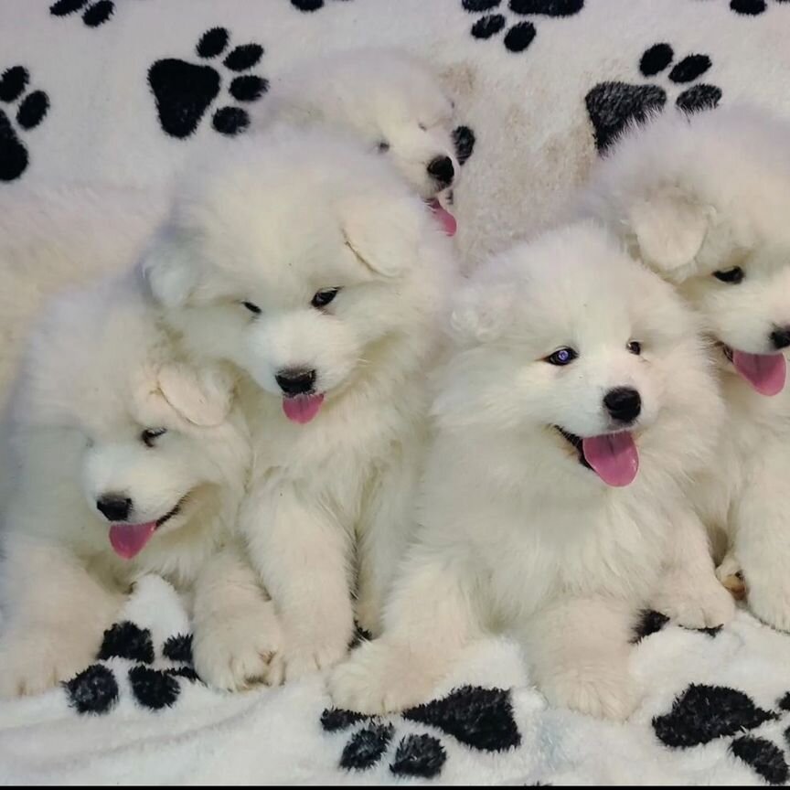 Малыши самоеда