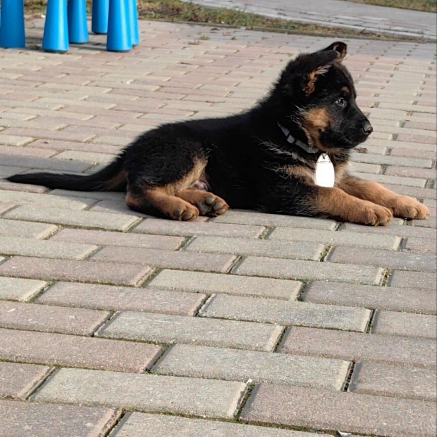 Щенки с документами готовы к переезду