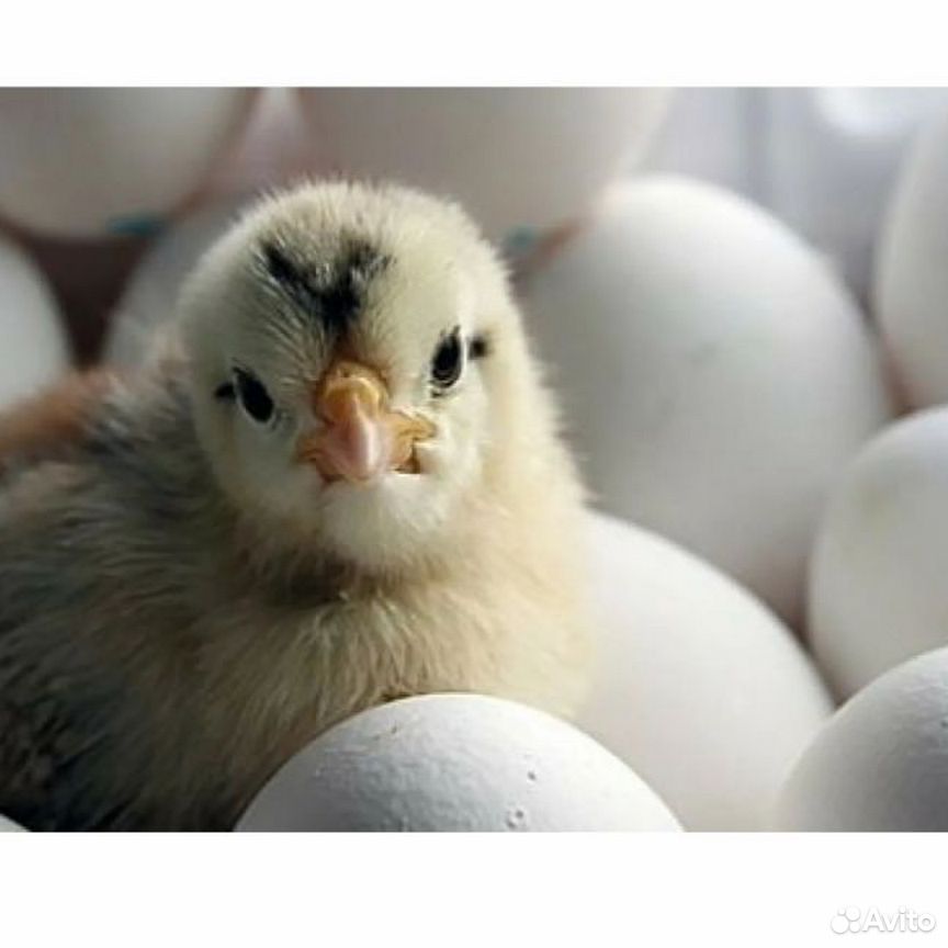 Цыплята суточные