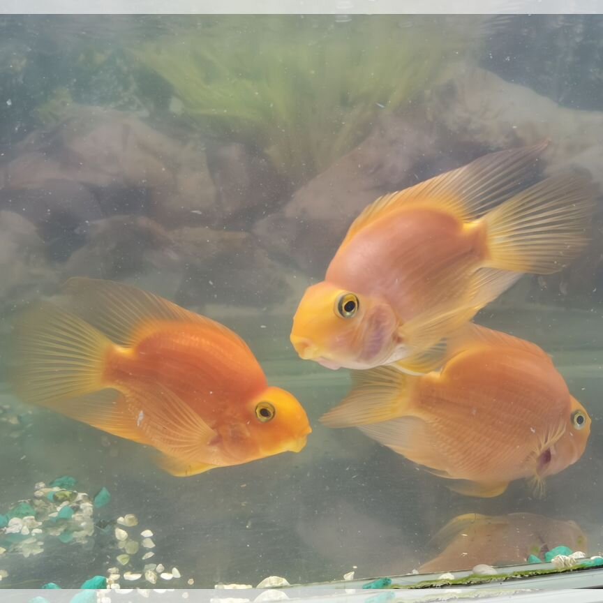 Рыба Попугай