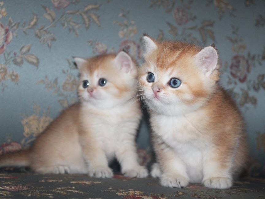 Британские котята золотая шиншилла
