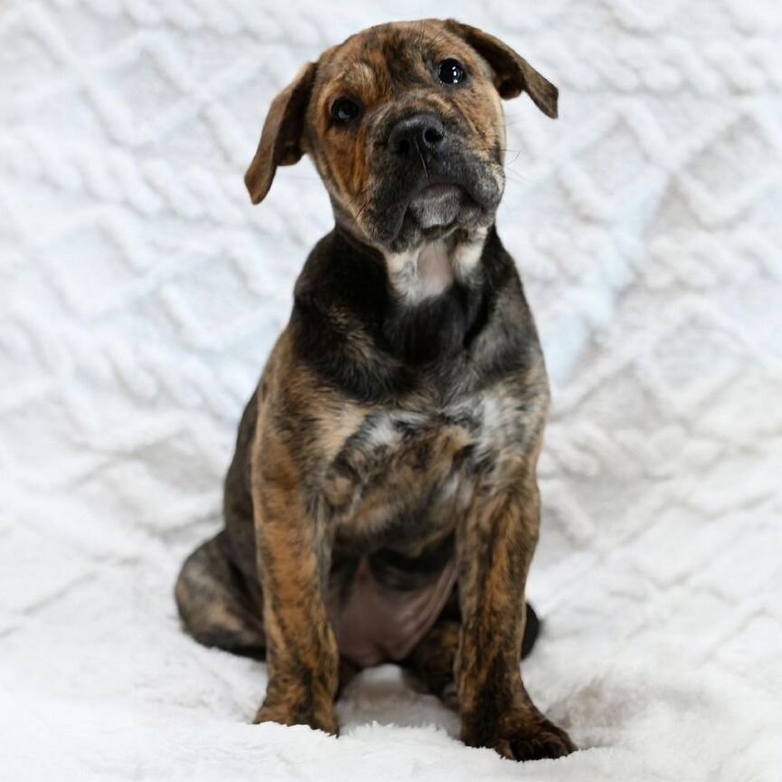 Ка-де-бо, щенок