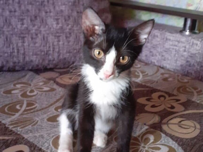 Котёнок в добрые ручки