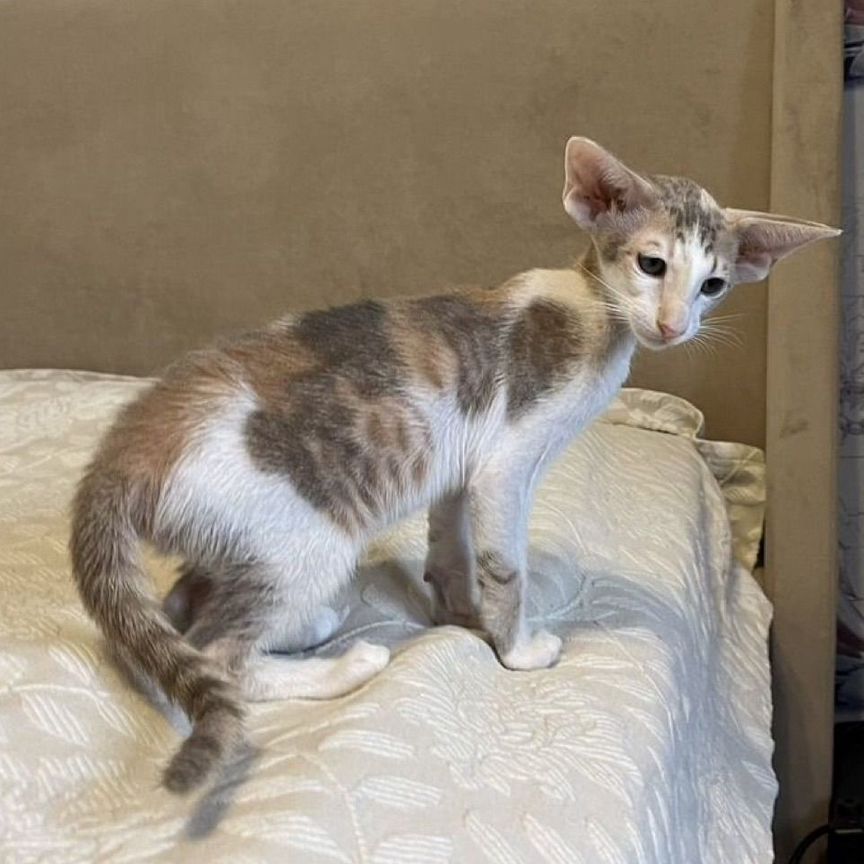 Ориентальные котята