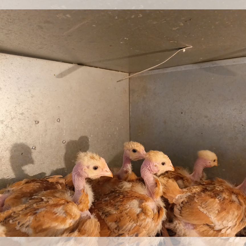 Цыплята голошейки