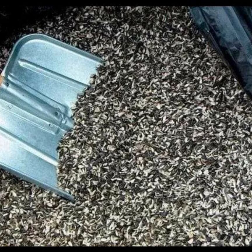 Шелуха подсолнечника