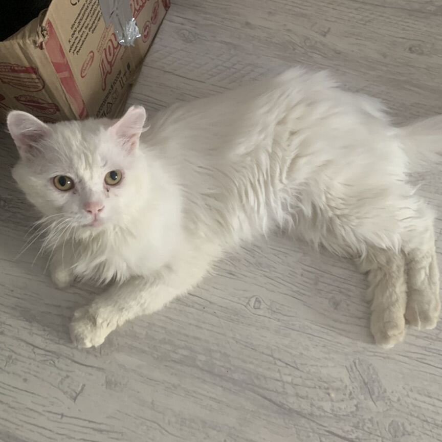 Отдам умного кота