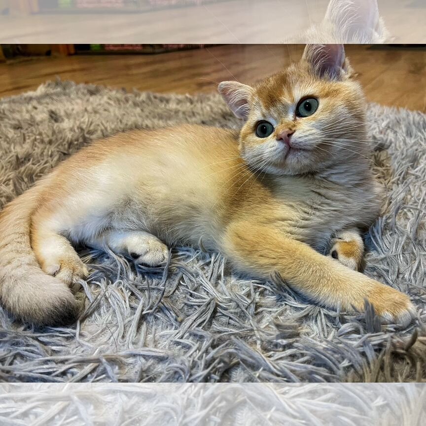 Британская золотая шиншилла