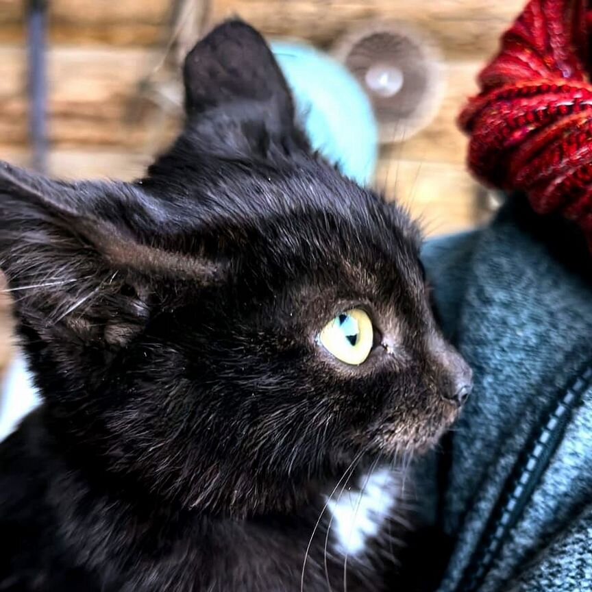 Котёнок в добрые руки