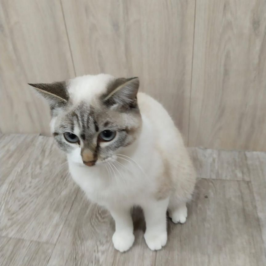 Кошечка Беляш