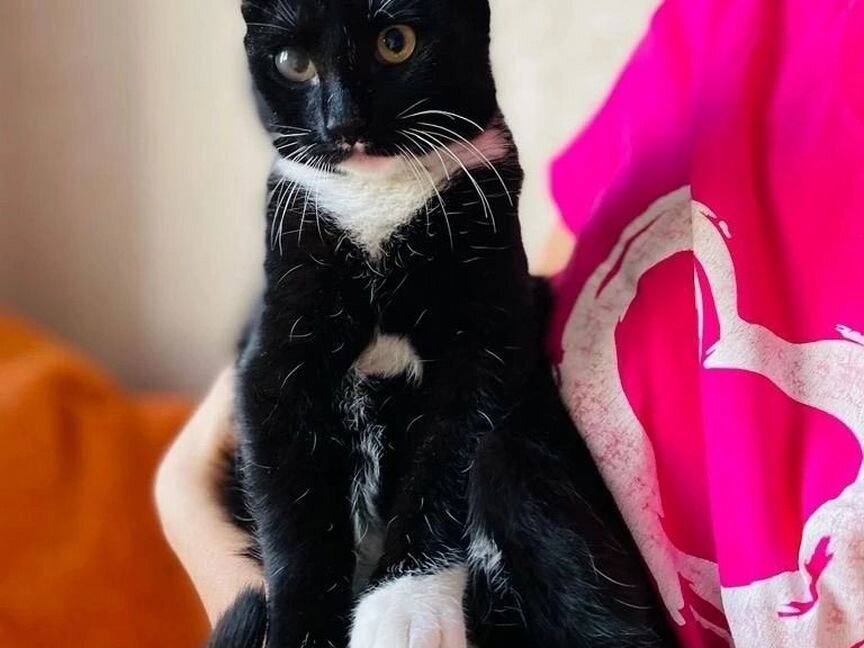 Котенок 6 мес