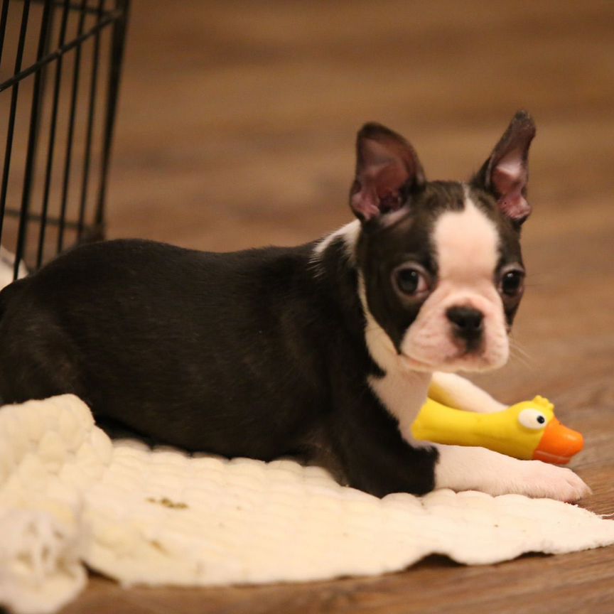 Бостон-терьер, щенок