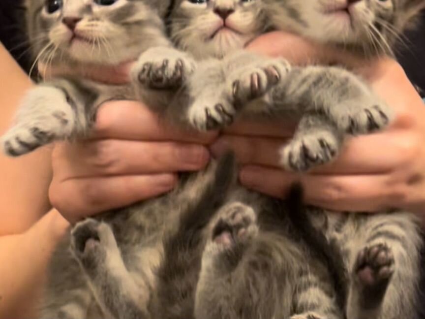 Британцы