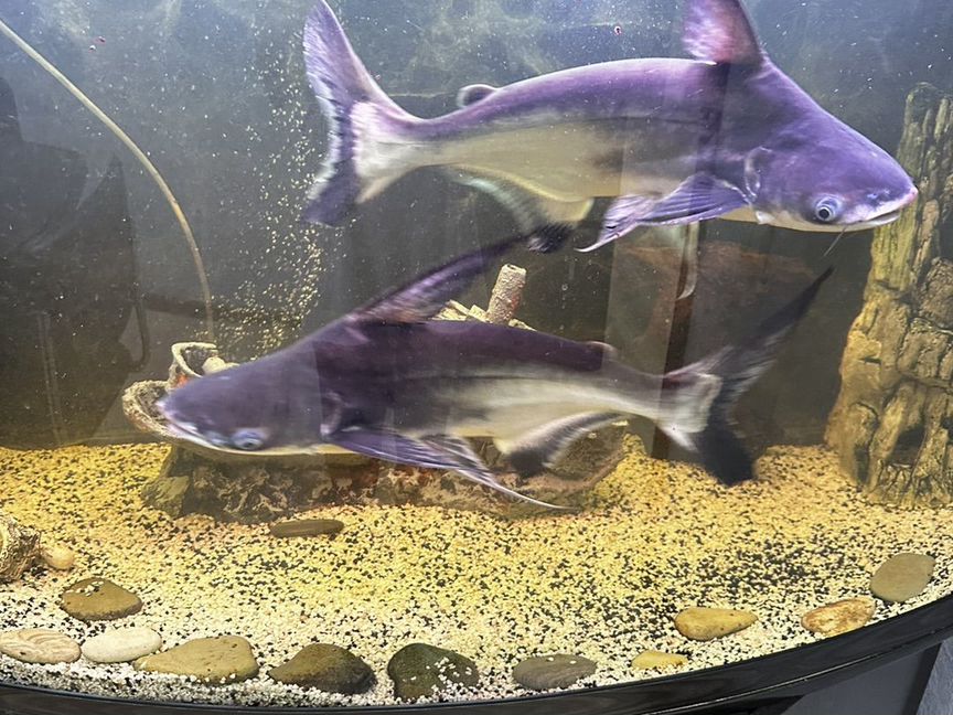 Акулий сом 2 штуки