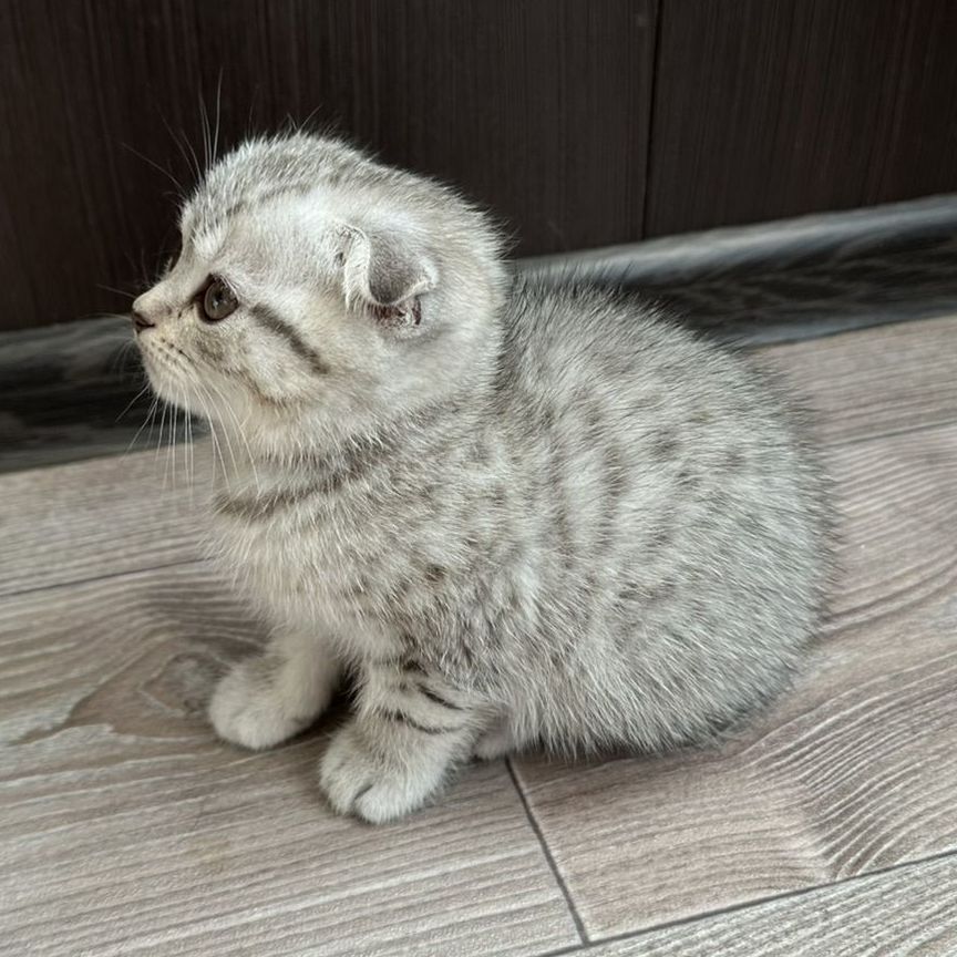 Шотландский вислоухий котенок