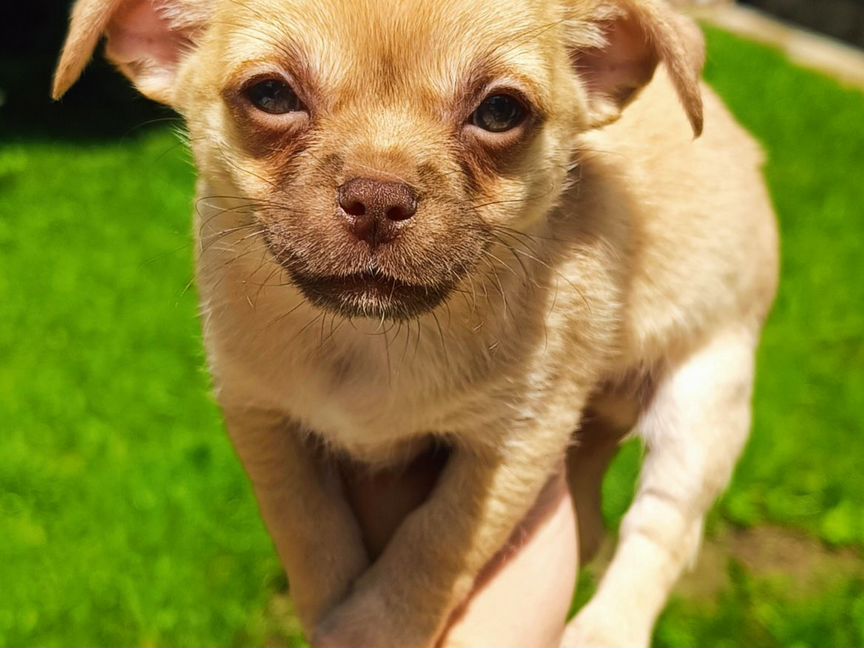 Мальчик чихуахуа рыжий шоколадный соболь