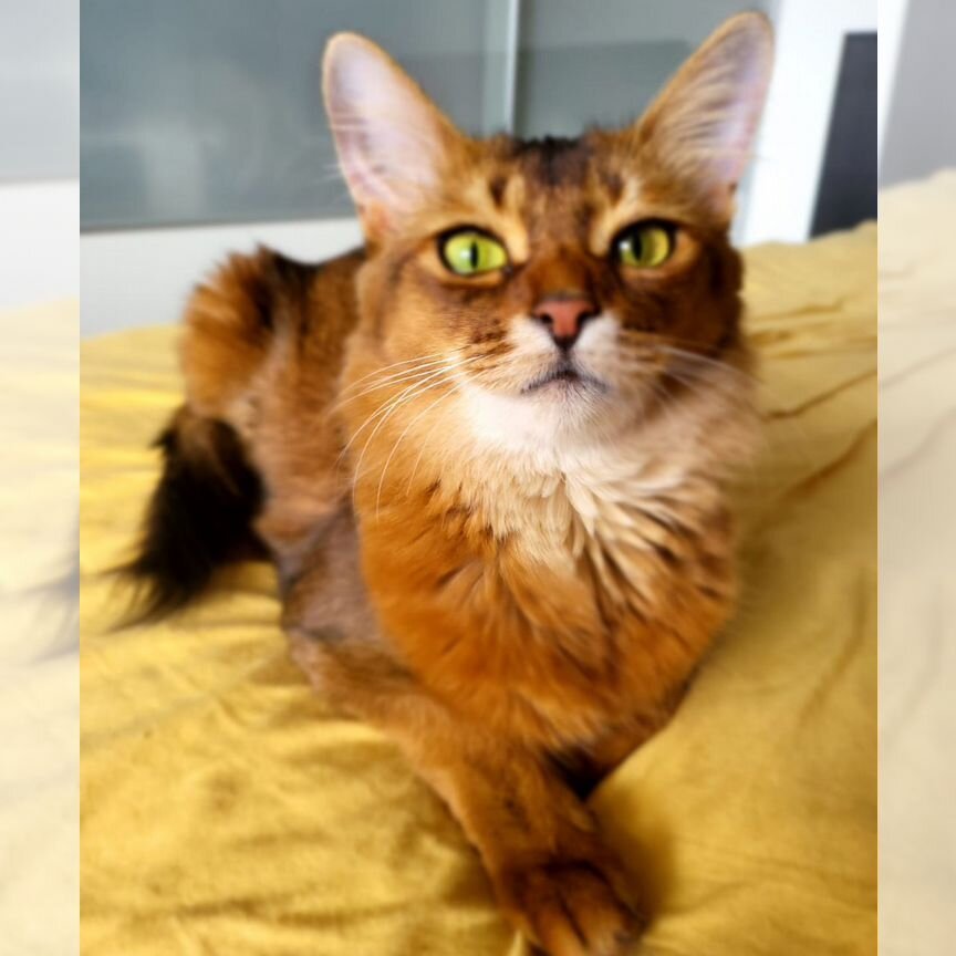 Сомалийская кошка