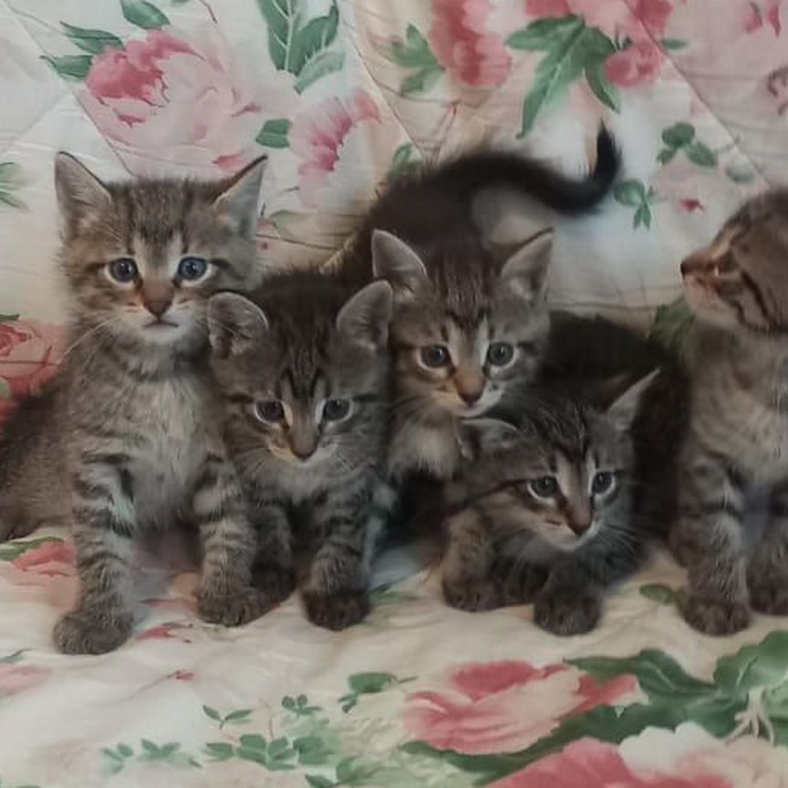 Котята тигрята в добрые руки