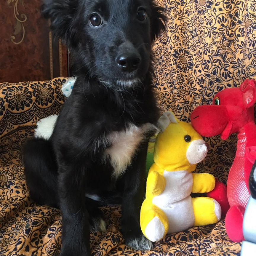 Забери друга домой