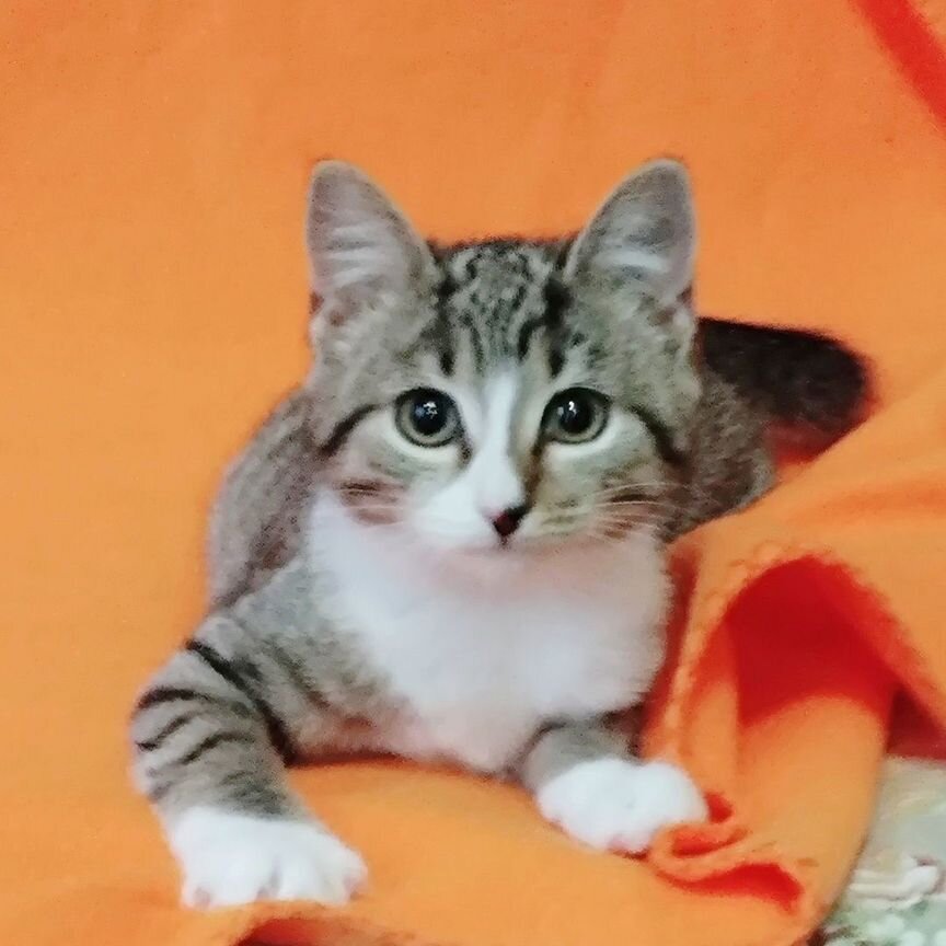 Позитивная малышка с белыми лапками