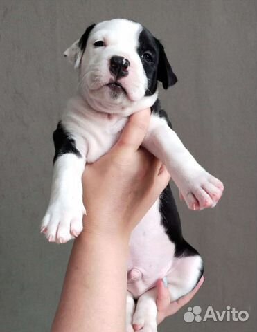 Стаффордширский терьер