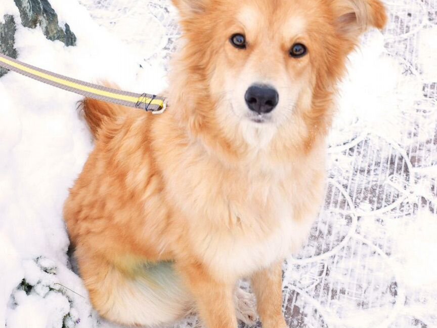 Рыжая красавица Лиса 10 мес в поисках дома