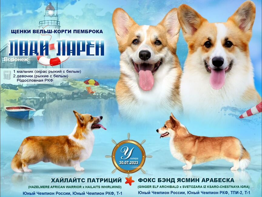 Щенки вельш-корги