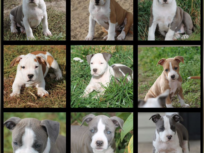 Щенки Амстаффики