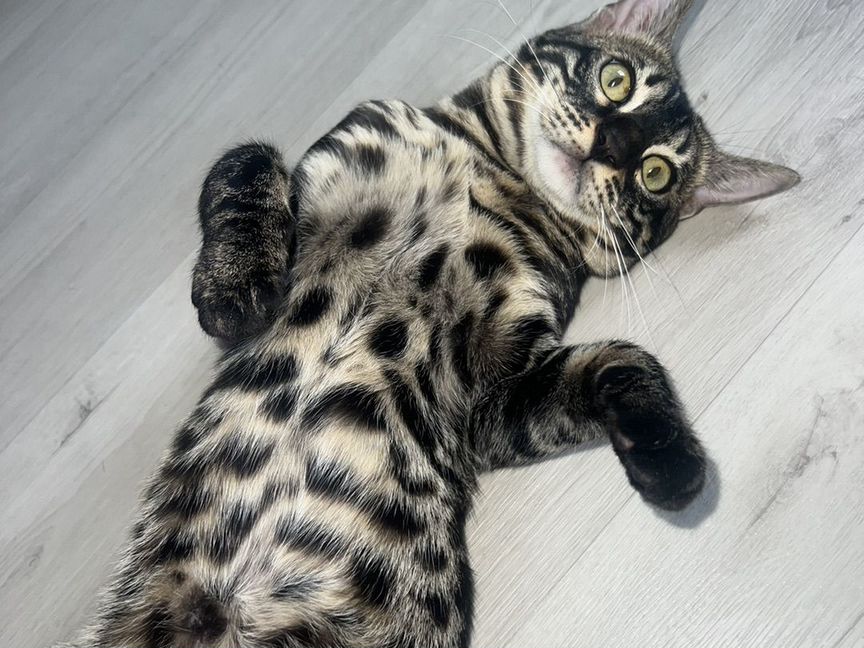 Бенгальская кошка