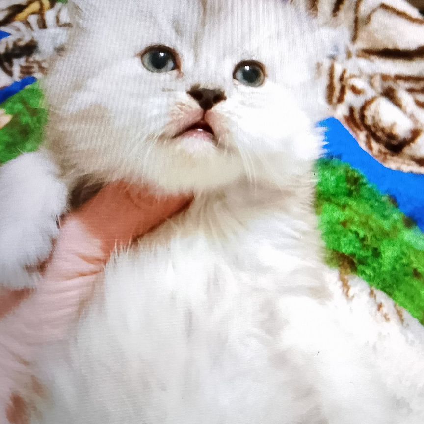 Шотландские британцы котята