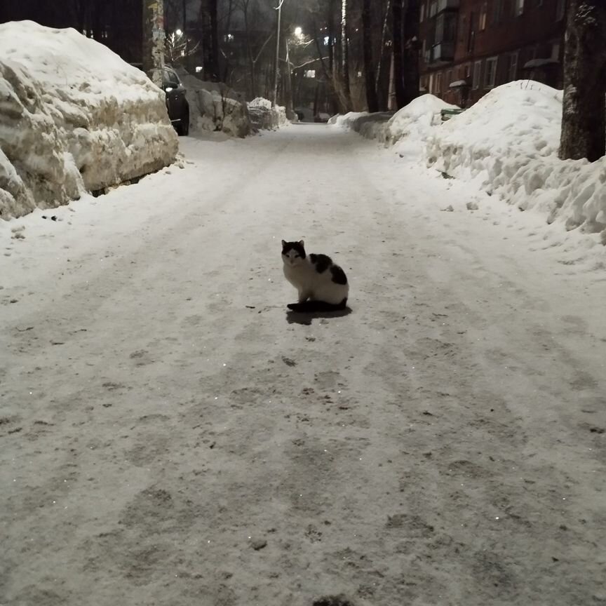 Пристройство кошек