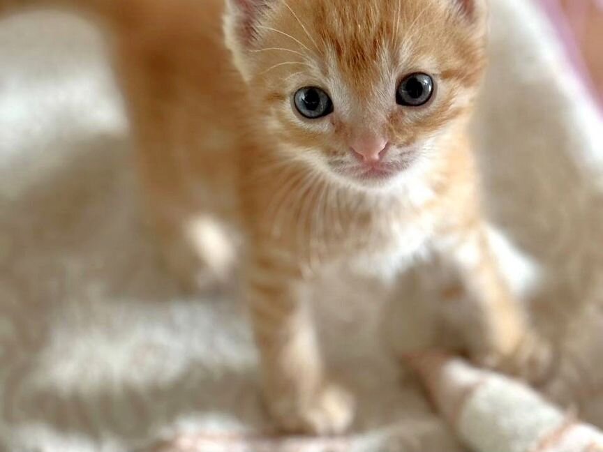 Котенок Джерри 1 месяц