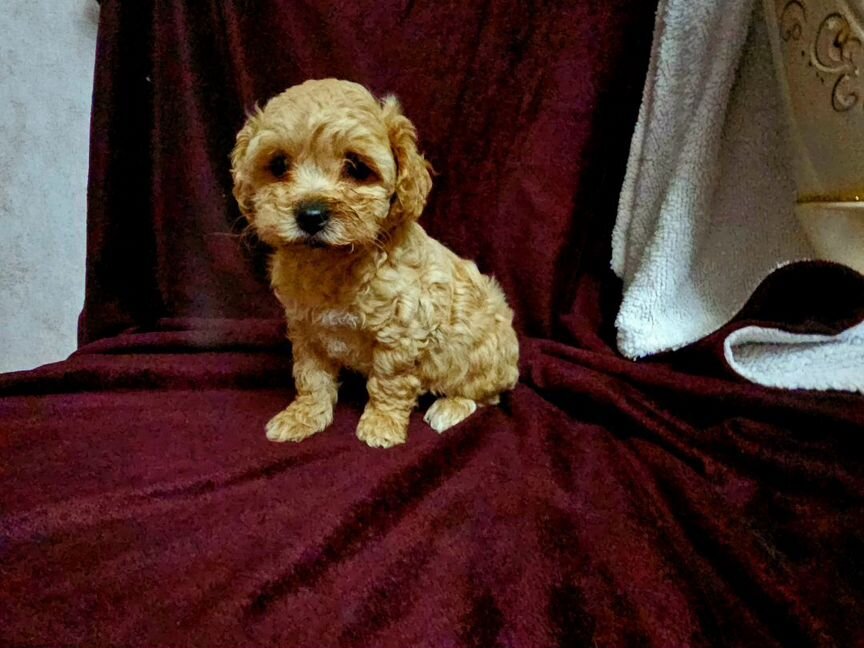 Золото ф1 в самом модном окрасе