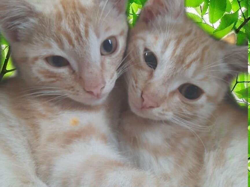 Котенок девочка