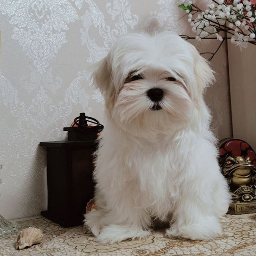 Мальтийская болонка, щенок