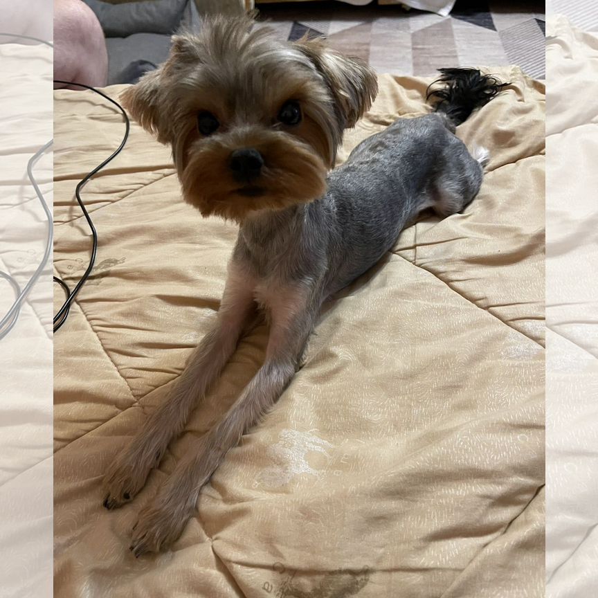 Йоркширский терьер, взрослый пёс