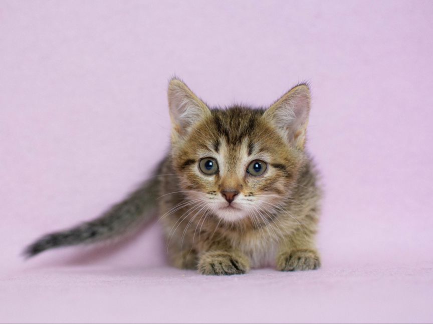 Котенок девочка