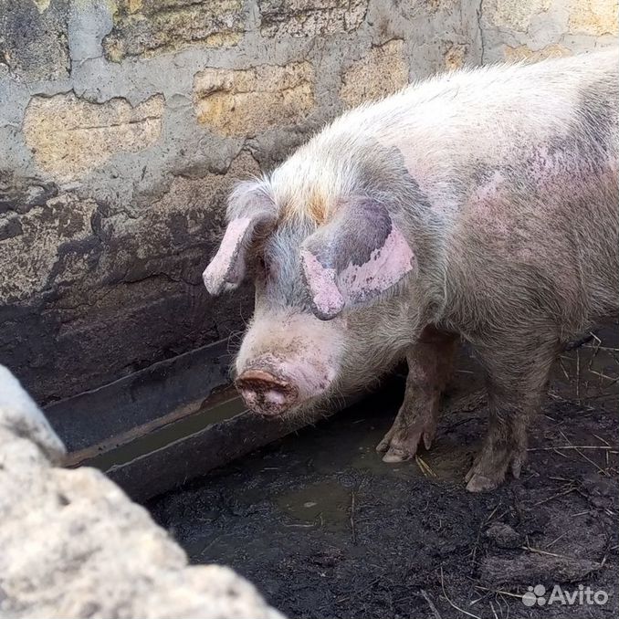 Хряк на племя